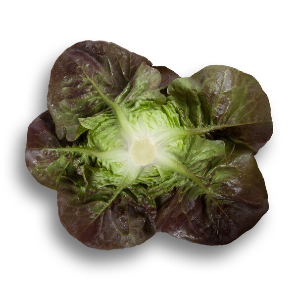 Lettuce Seeds | Gem | ROSAINE RZ | Rijk Zwaan