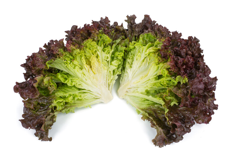 Salatsamen | Batavia-Salat | MINERAL | Rijk Zwaan