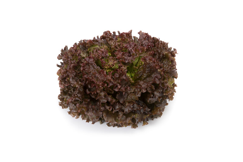 Salatsamen | Batavia-Salat | MINERAL | Rijk Zwaan