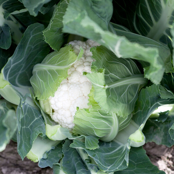 STABILIS RZ F1 | White cauliflower | Vegetable seeds | Rijk Zwaan