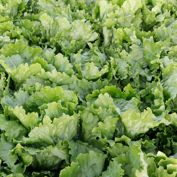 KYOTO RZ | Iceberg lettuce | Vegetable seeds | Rijk Zwaan