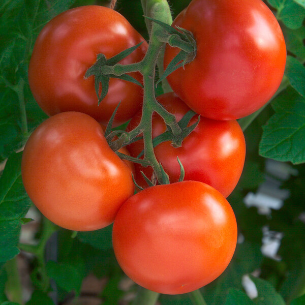 MECANO RZ F1 | Large vine tomato | Vegetable seeds | Rijk Zwaan