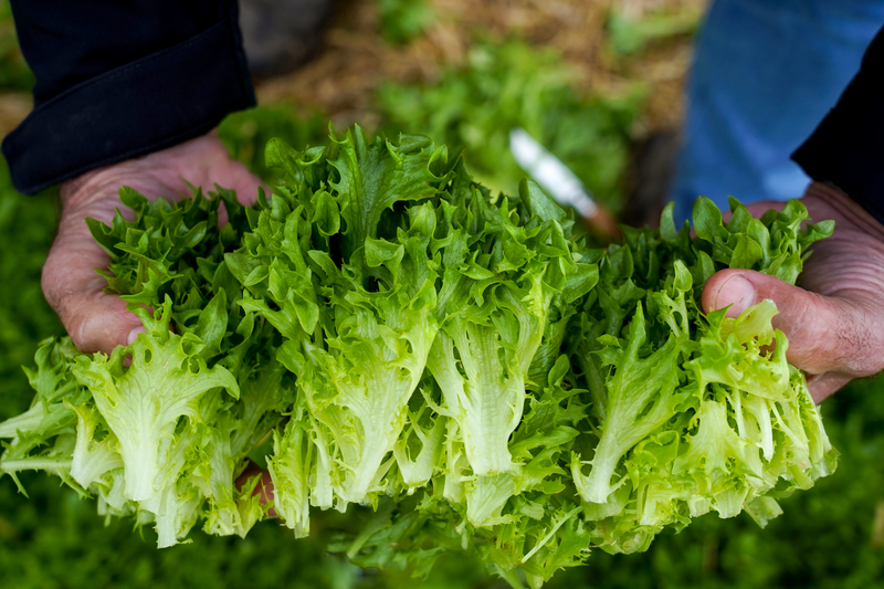 EXFRAME RZ | LETTUCE SEEDS | CRISP GREEN | INCISED LEAF | Rijk Zwaan