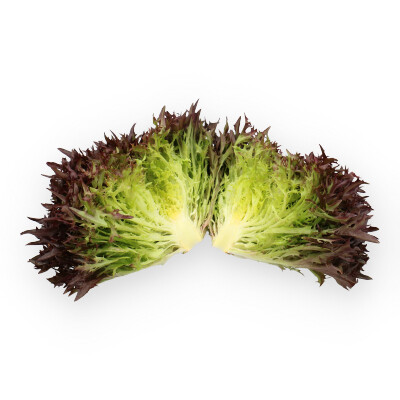 LUMIREX RZ - Lechuga | Rijk Zwaan