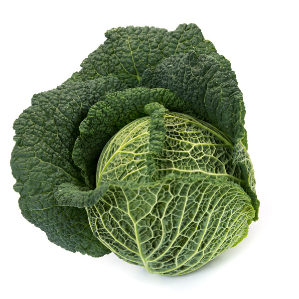 MAURICE RZ F1 | Savooiekool | Groentezaden | Rijk Zwaan