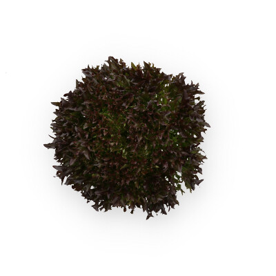 Lettuce Seeds | Lettuce | Red CrispSalanova® and Knox™ | STRONEX RZ ...