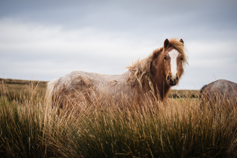 How restoring nature can deliver profit with purpose