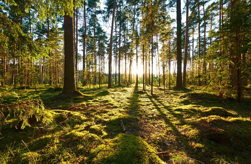 Investing in nature: a Q&A with our Global Head of Sustainable Investment