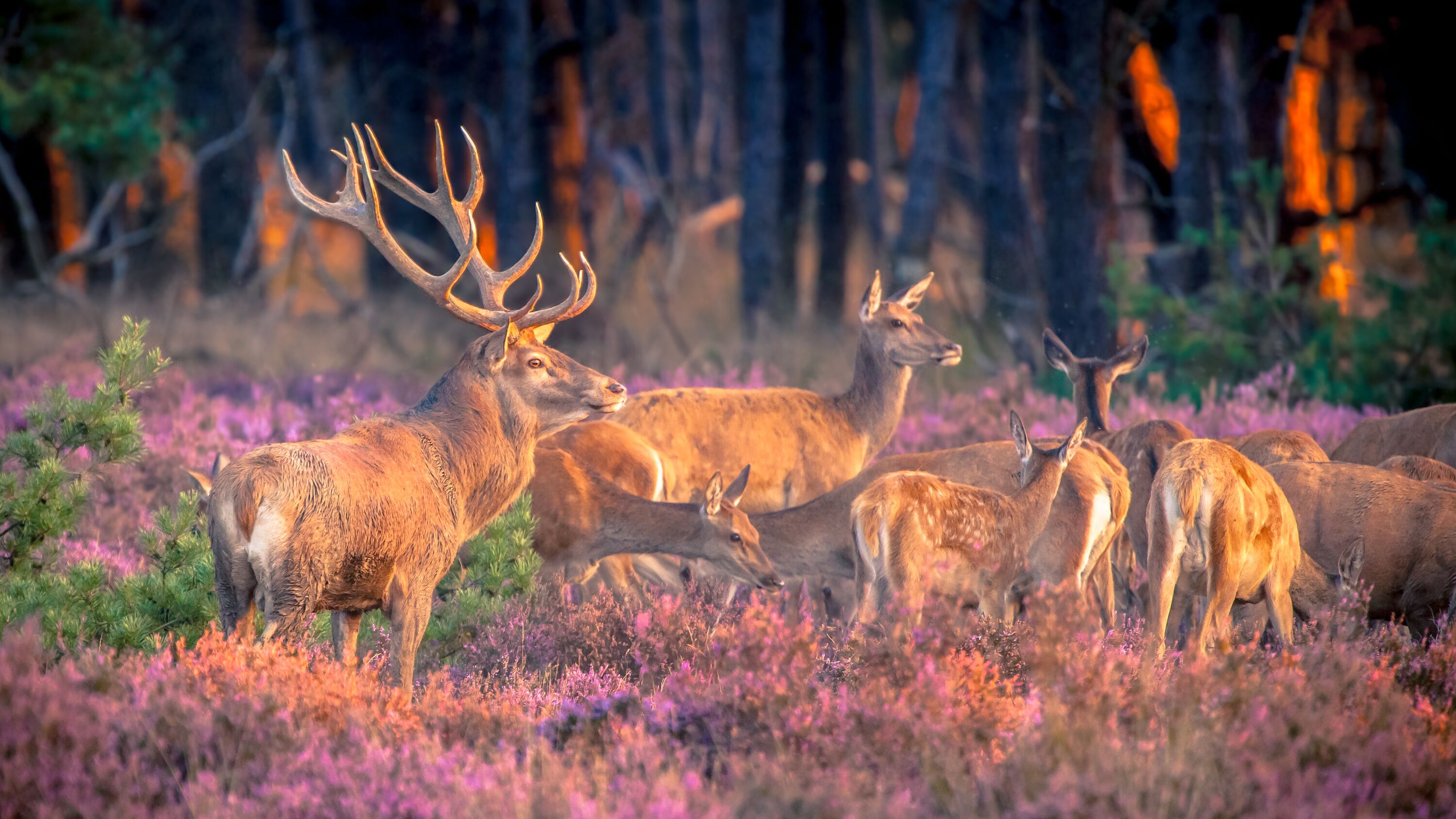Vakantie Veluwe? De mooiste Veluwe reizen! » ANWB
