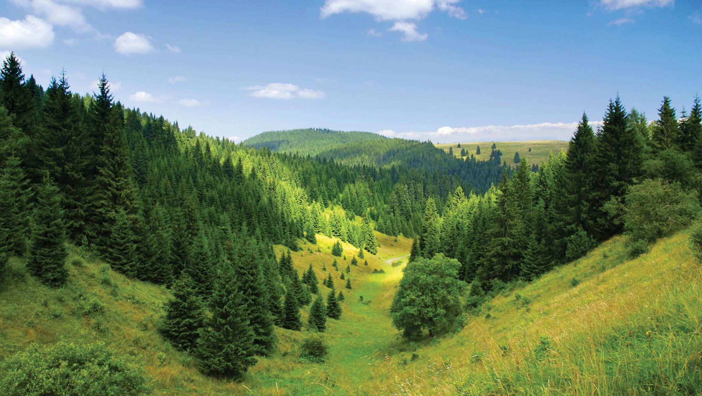 Het Zwarte Woud: de 14 leukste bezienswaardigheden | ANWB