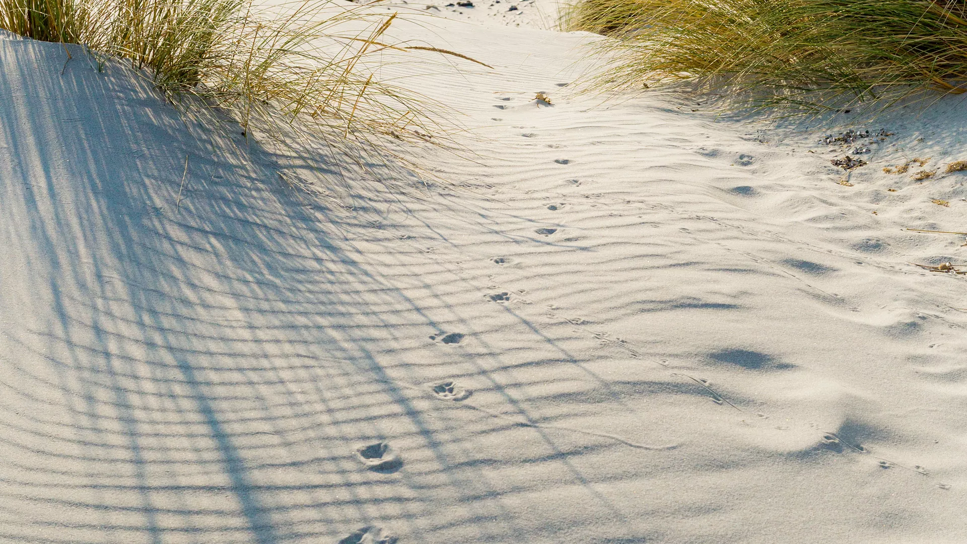 Pastoralism: Research, Policy and Practice | Articles