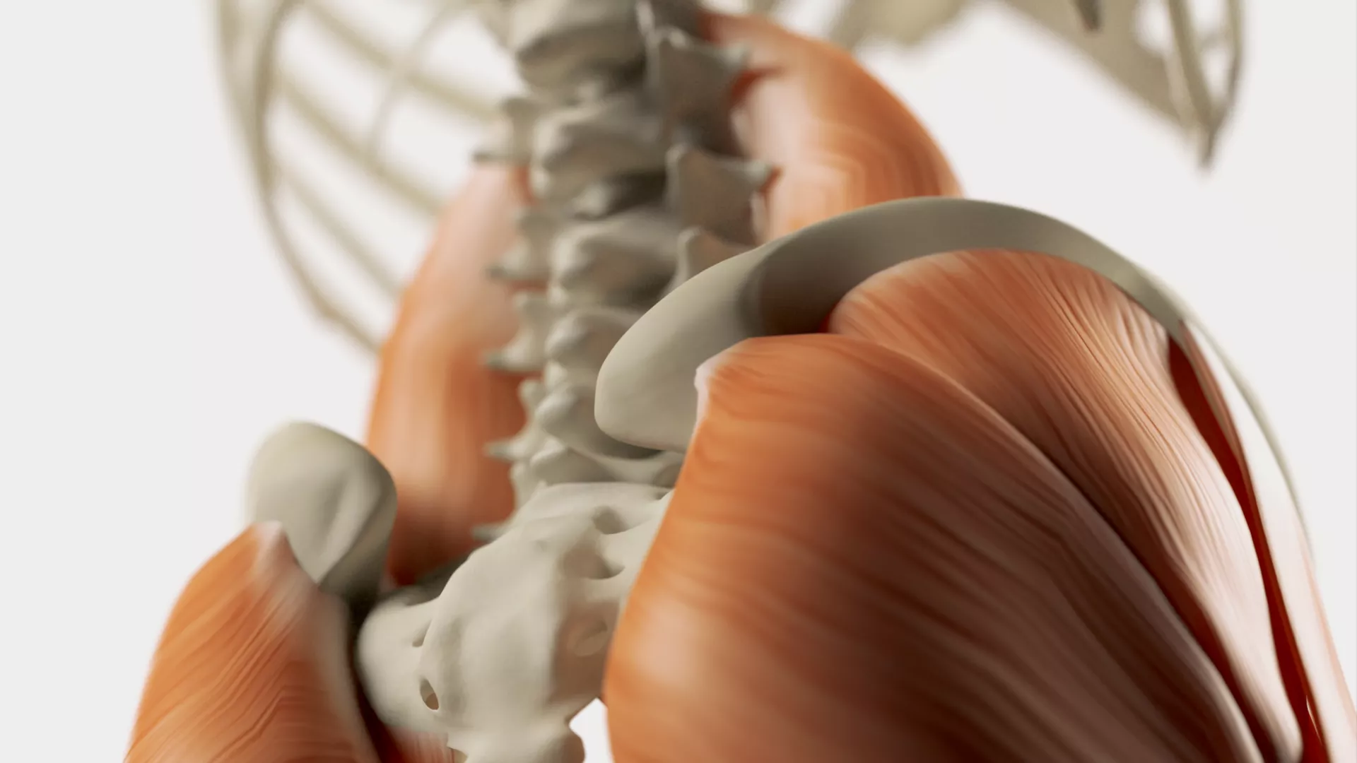 Frontiers in Musculoskeletal Disorders | Articles