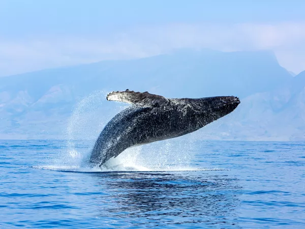 Frontiers | Adaptation and Evolution in Marine Extreme Environments