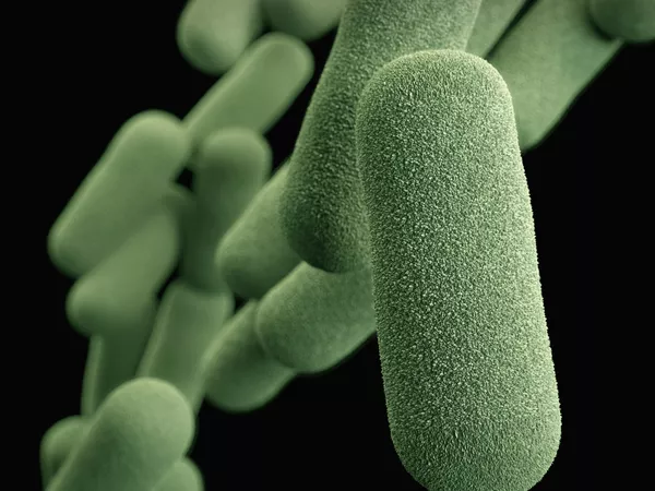 Frontiers | Rhizosphere Microbiomes: Integrative Insights into Ecology ...