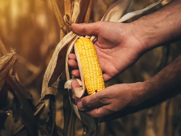 Frontiers | Interactions Between Rice Production and Climate Change